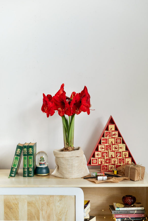 Amarilis: Características y cuidados de una flor que nos tiene "in lov ...