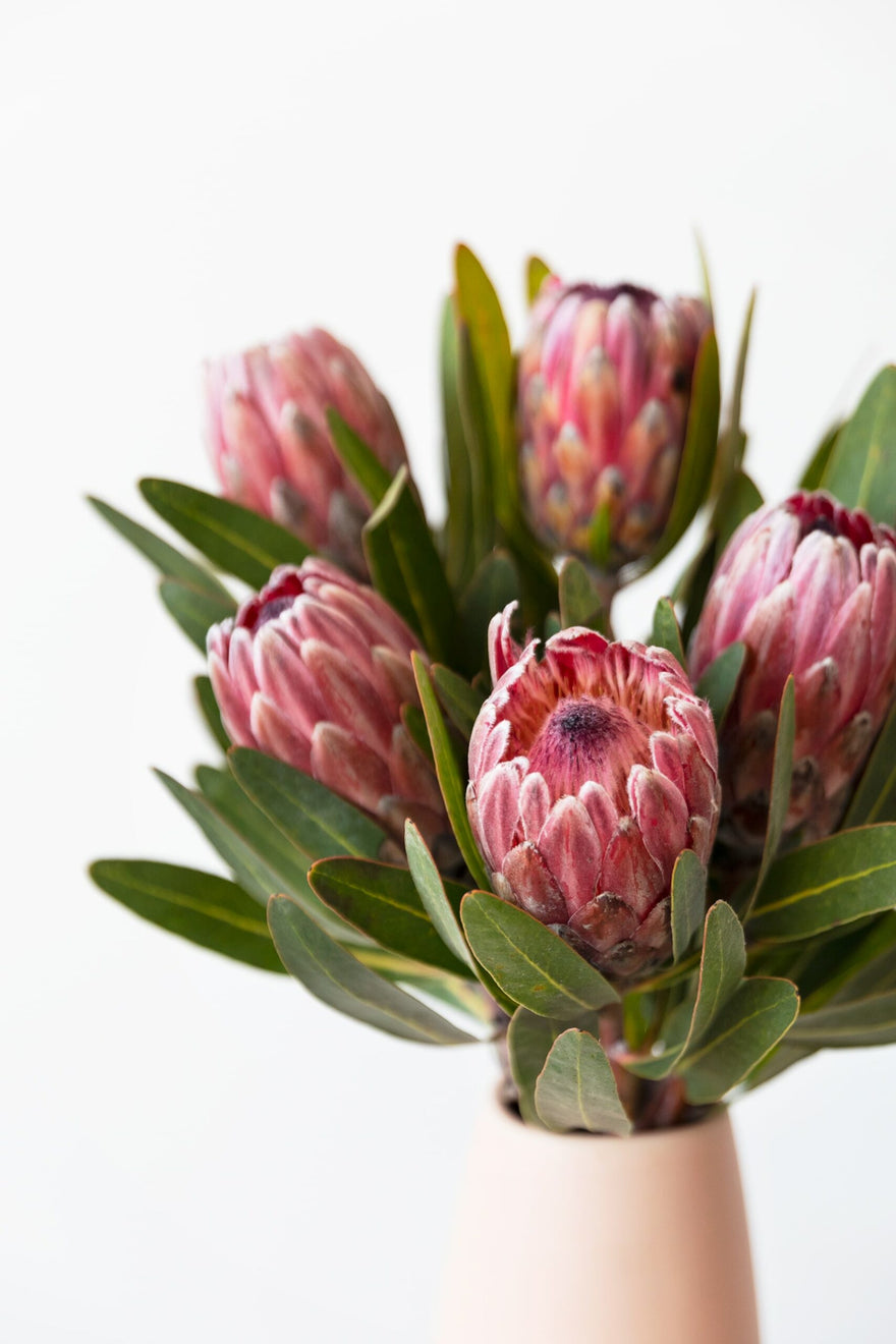 Si has visto una flor más bonita que la protea pagamos la ronda – Colvin
