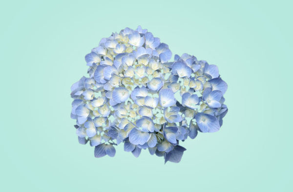 Cuidados com a hortênsia – Colvin