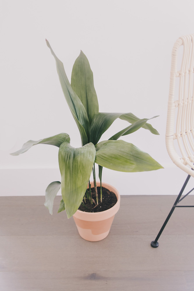 Summer plants by Colvin | Colvin Blog