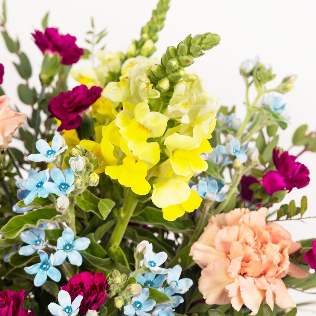 Antirrhinum majus o flor boca de dragón: ¿la conoces?