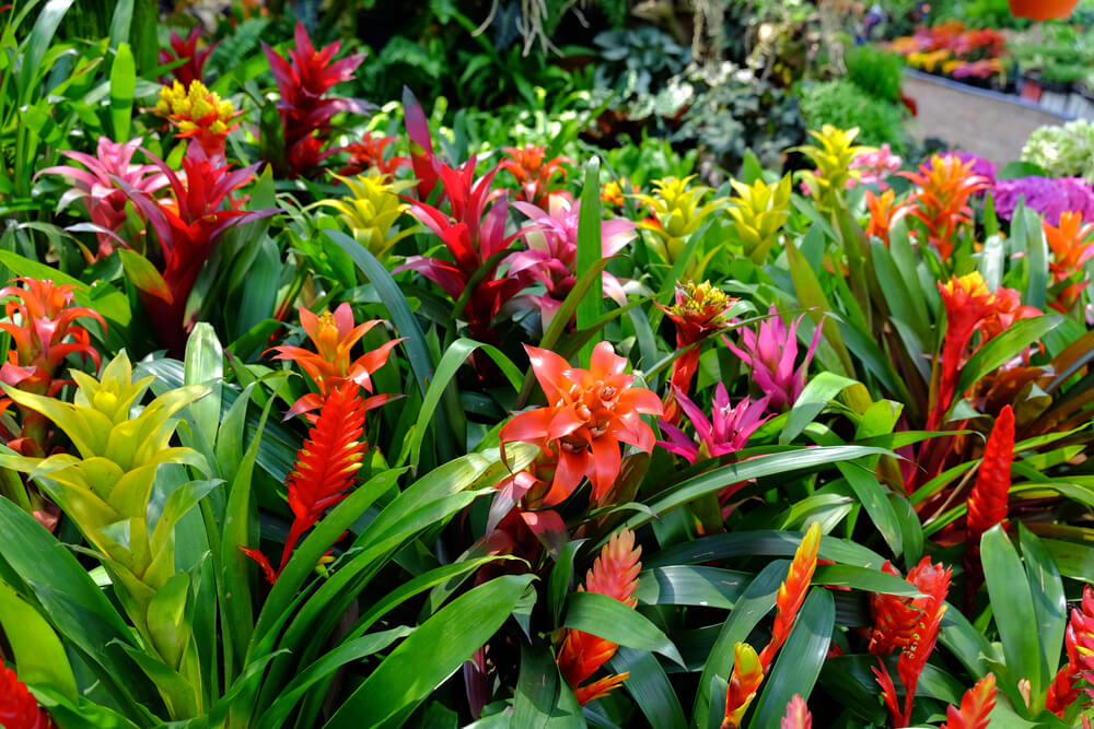 Bromelias, todo lo que tienes que saber | Blog Colvin