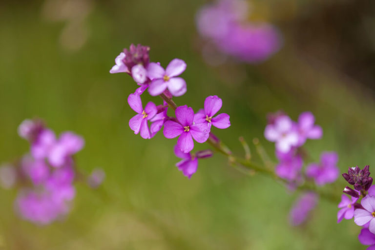 Matthiola: regalos que aparecen en primavera | Colvin Blog