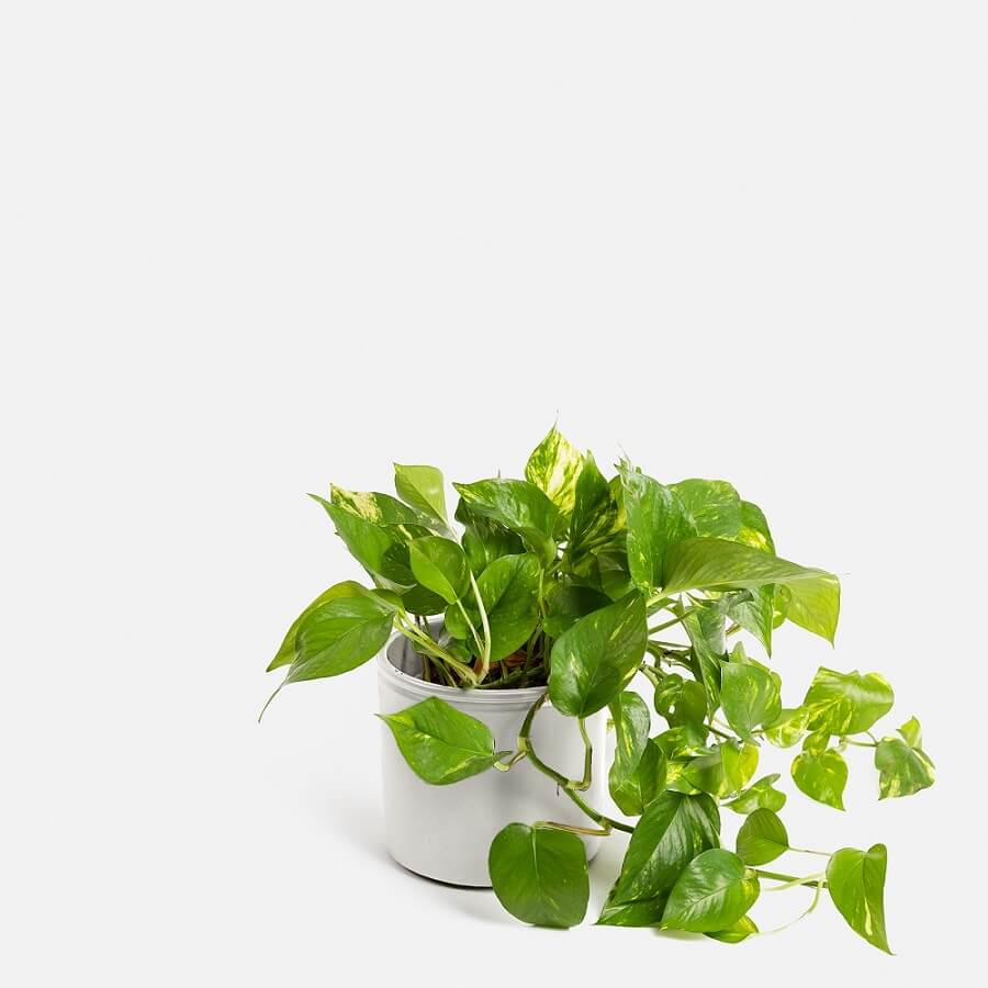 La planta Pothos y sus cuidados | Colvin Blog
