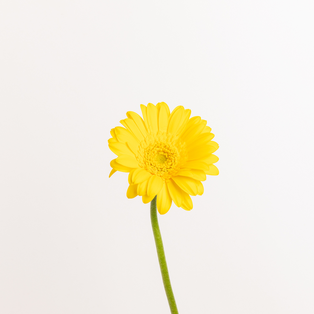 Con G de Germini: origen, significado y curiosidades sobre esta flor ...