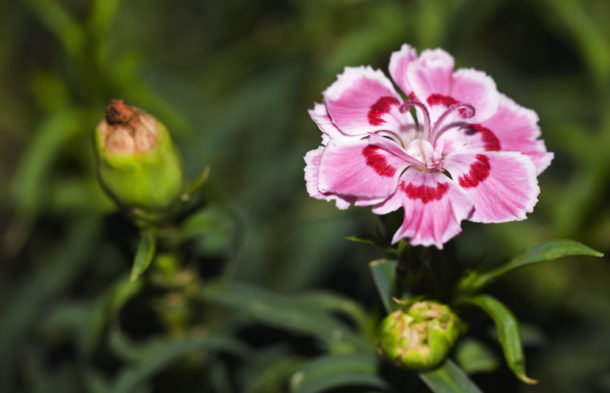 Acércate a conocer a las clavelinas | Colvin Blog