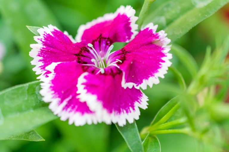 Acércate a conocer a las clavelinas | Colvin Blog