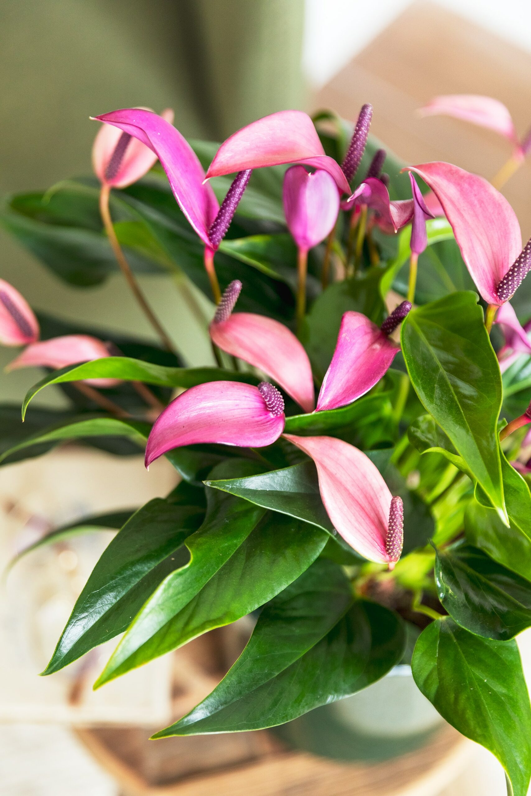 Sí, la necesitas en casa. Conoce el Anthurium Andreanum y sus cuidados ...