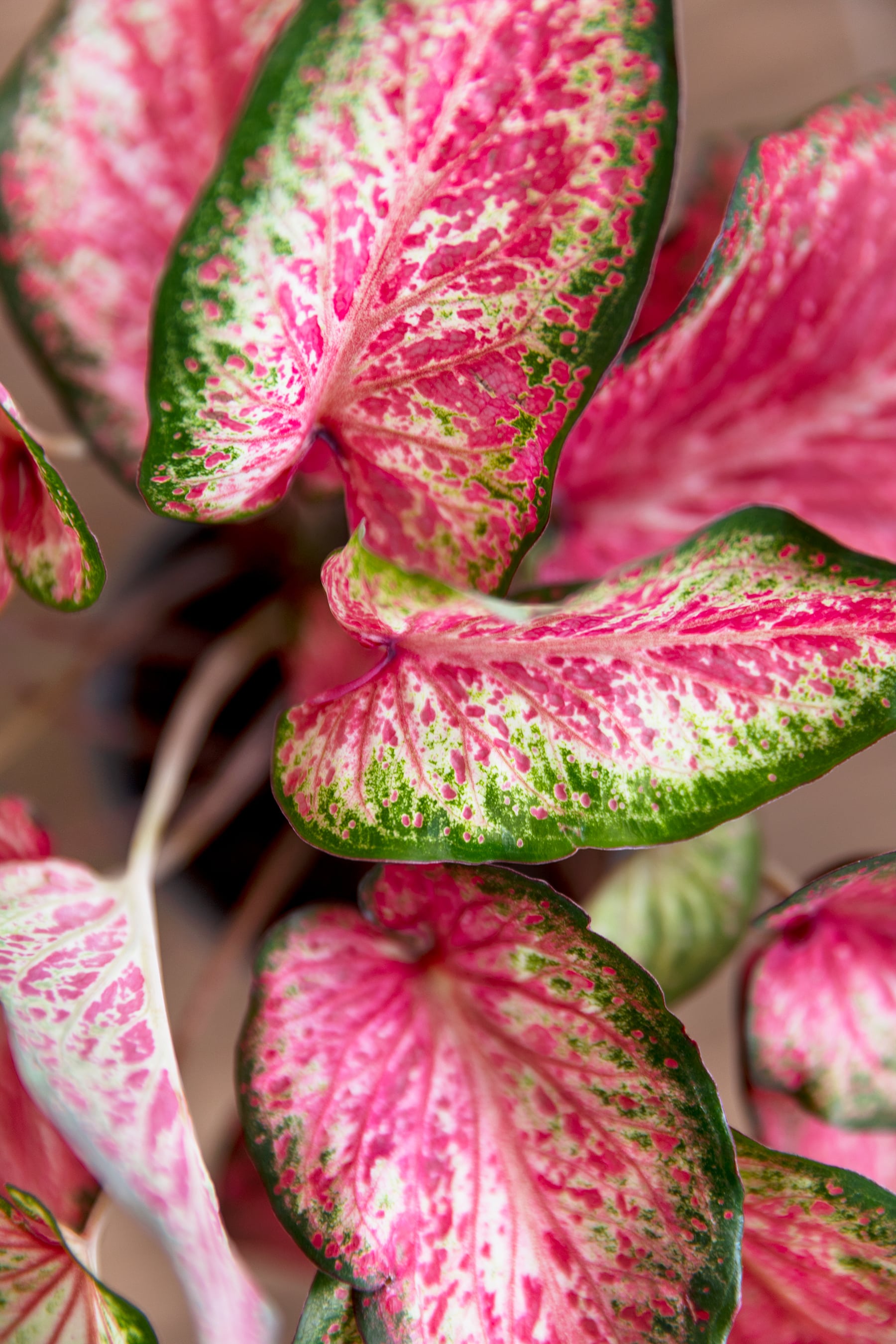 Cuidados del caladium o caladio: te lo contamos ¡todito! | Blog Colvin