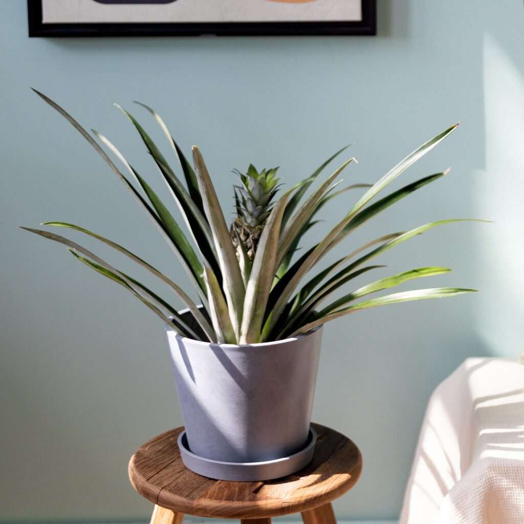 Planta piña o Ananas: cuidados básicos y propiedades | Blog Colvin