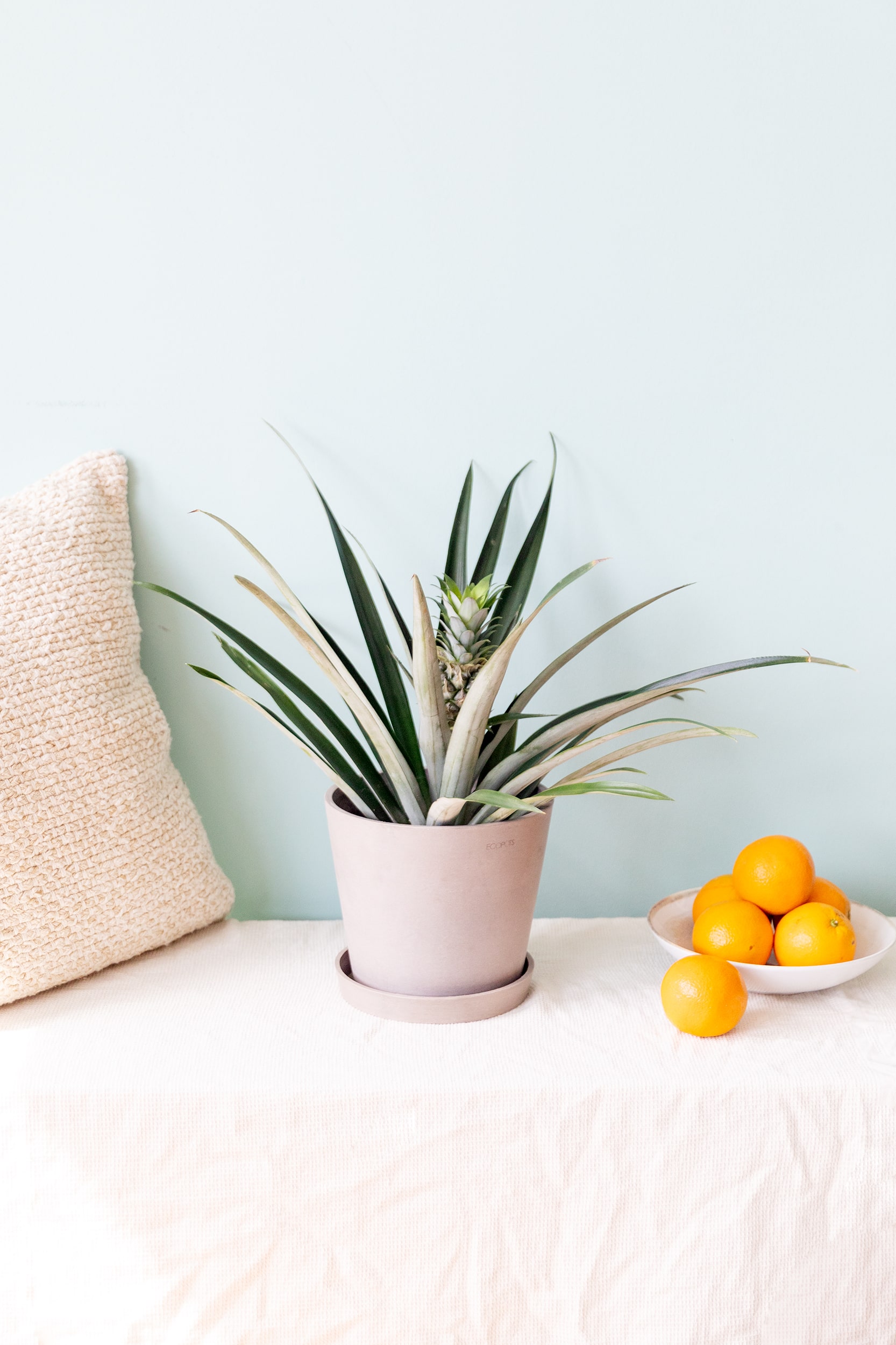 Planta piña o Ananas: cuidados básicos y propiedades | Blog Colvin