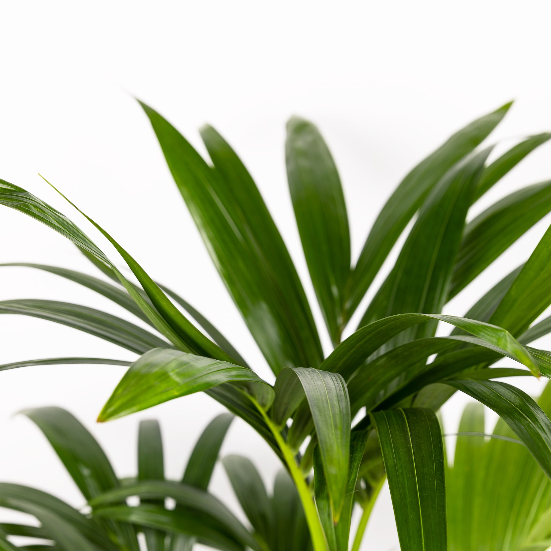 Kentia: Te contamos todo sobre sus cuidados | Blog Colvin